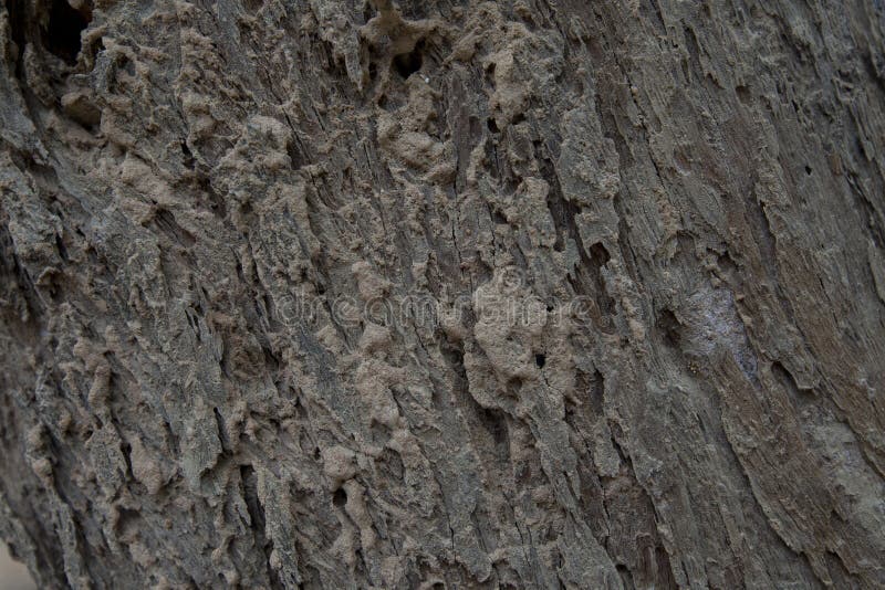 Tree bark stock photo. Image of forest, tree, plant, bark - 24140296