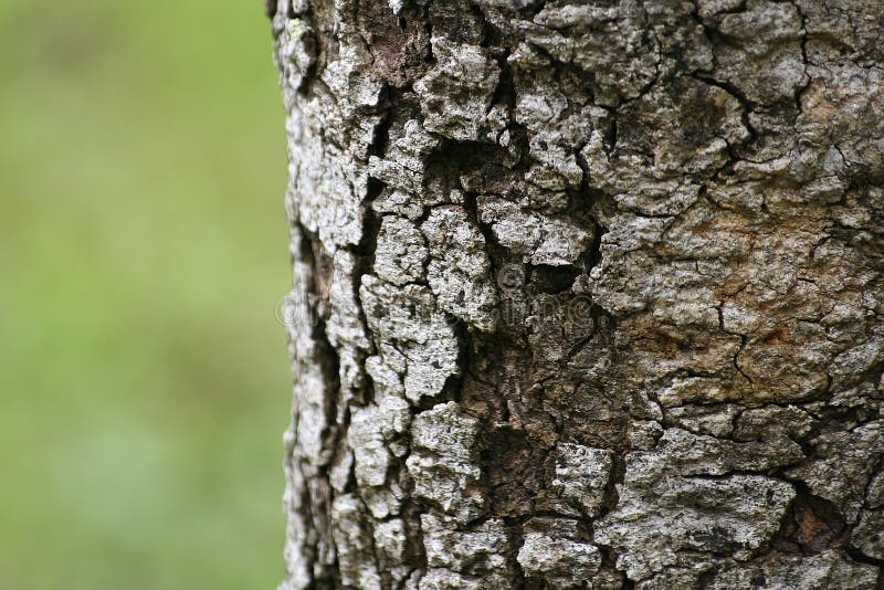 Tree bark stock image. Image of tissue, layer, tree, woody - 4014233