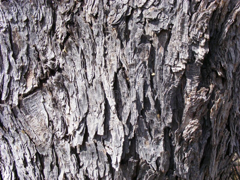 Tree Bark stock photo. Image of rough, mesquite, natural - 5115922