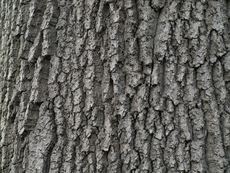 Tree Bark stock image. Image of bark, leaf, stem, tree - 5526763