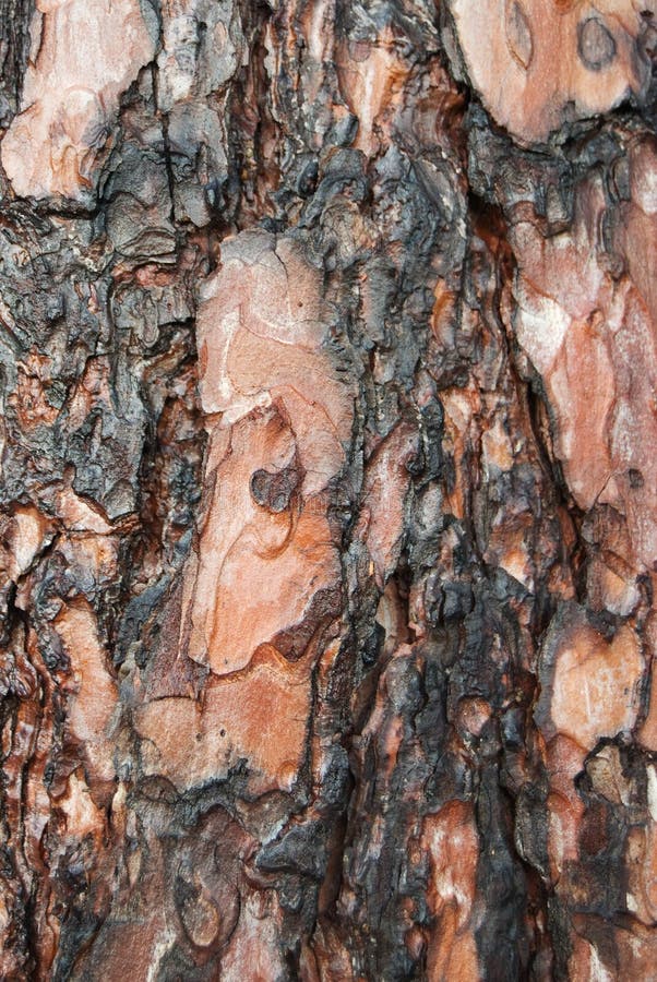 Tree Bark stock image. Image of natural, surface, pine - 5899351