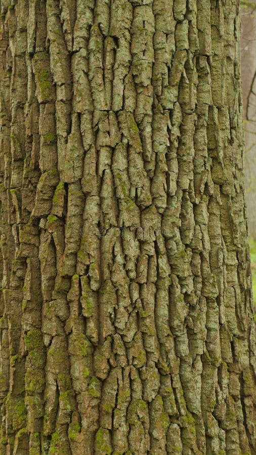 Tree Bark Picture. Image: 94778004
