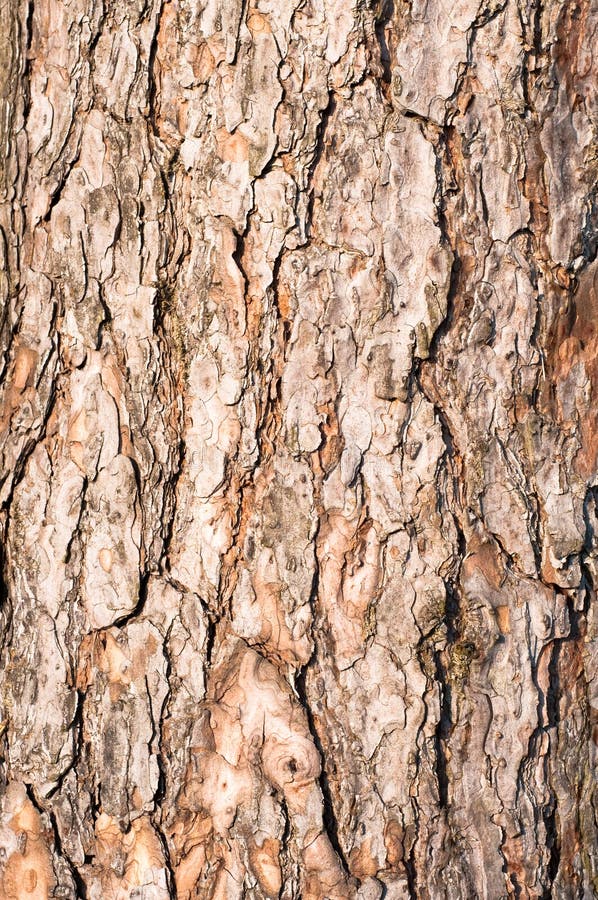 Tree Bark stock photo. Image of peel, wooden, trunk, plant - 9696382