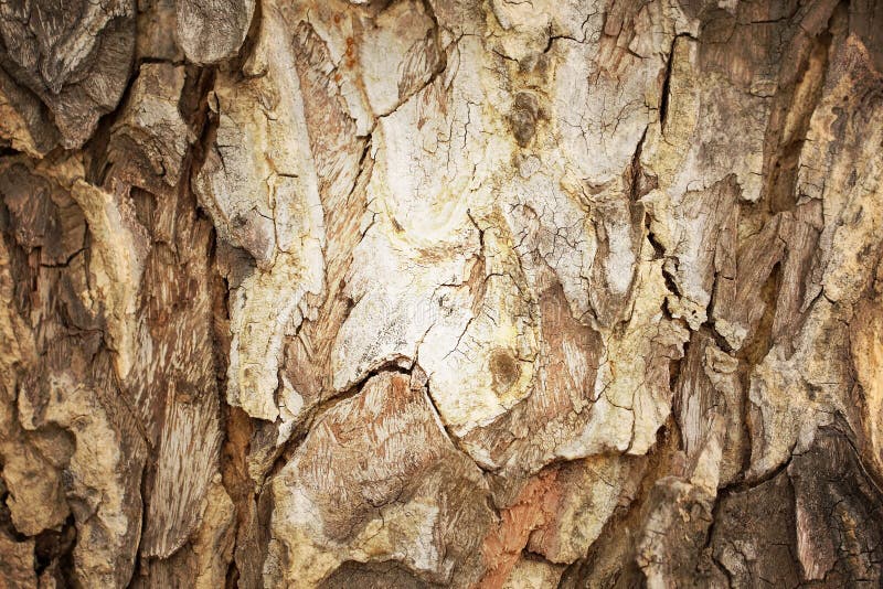 Tree Bark Abstract Background, Retro Style Process. Stock Image - Image ...