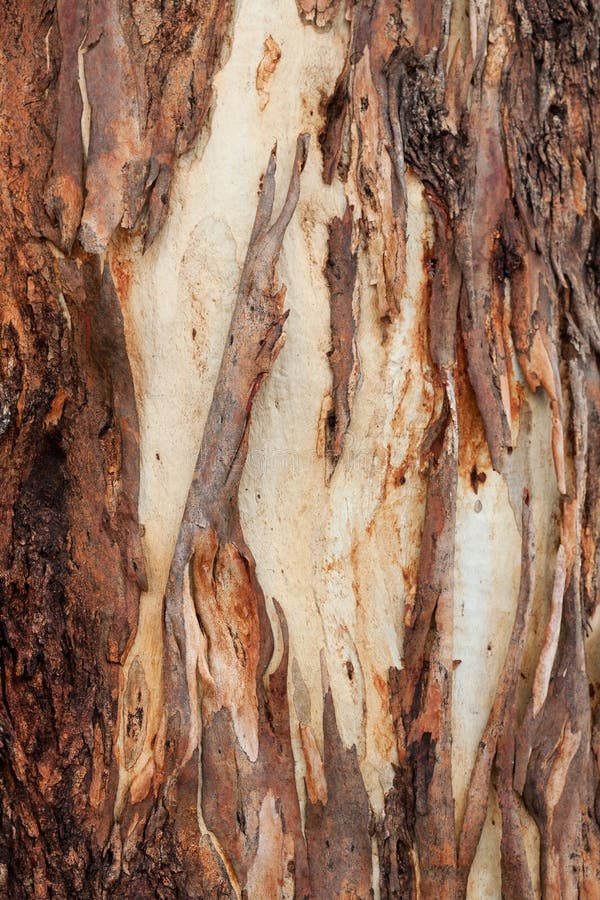 Tree bark abstract stock photo. Image of australia, abstract - 133446034
