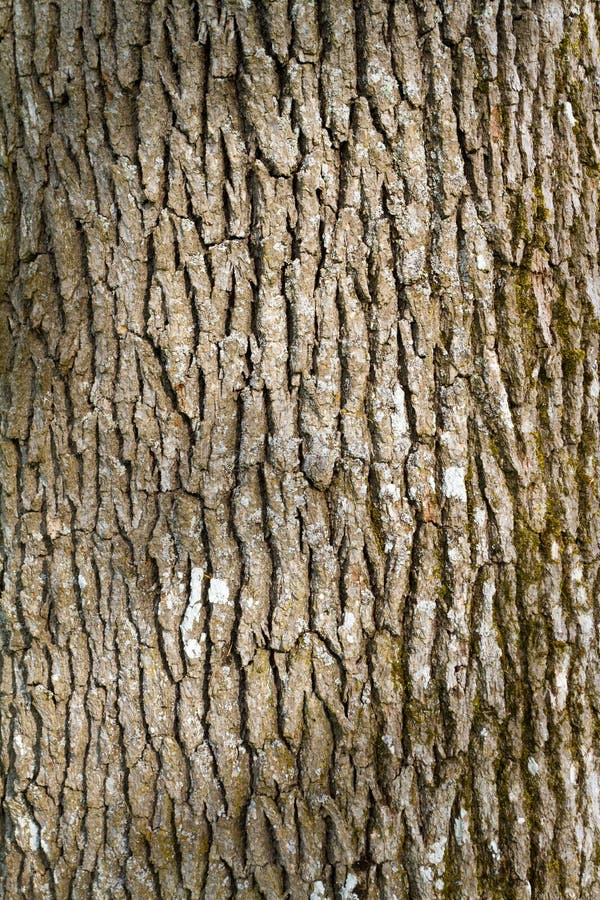 Tree Bark Abstract stock image. Image of forest, bark - 34692209