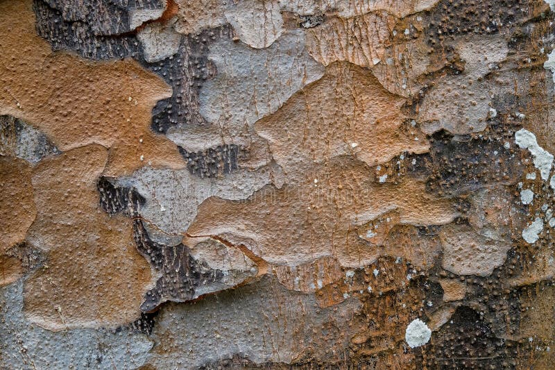 Tree bark abstract tekture stock photo. Image of plant - 319297836