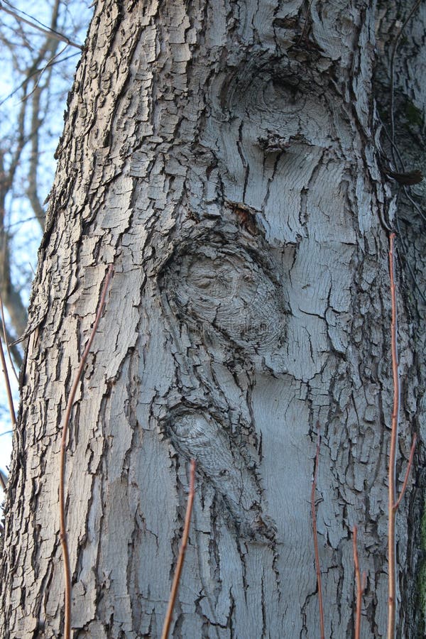 Tree Bark Abstractions. Eye and Faces on Bark Structure. Bare Tree ...