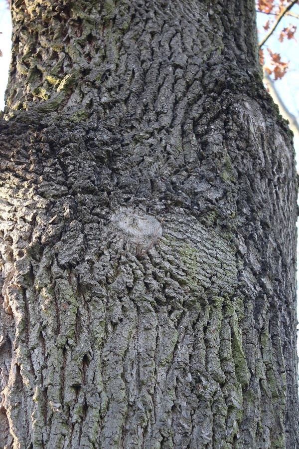 Tree Bark Abstractions. Old, Big Tree Eyes and Faces. Bare Branches ...