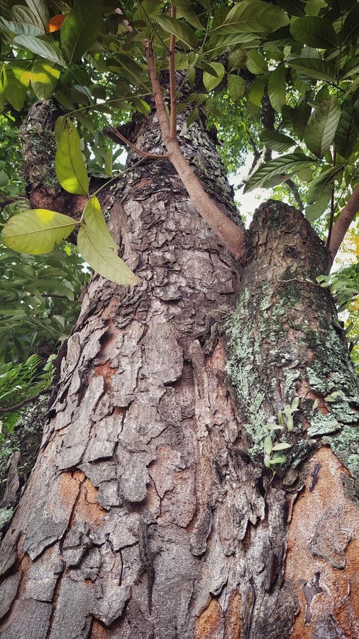 Tree Bark Animal Camouflage Stock Photo - Image of trunk, bark: 213420760