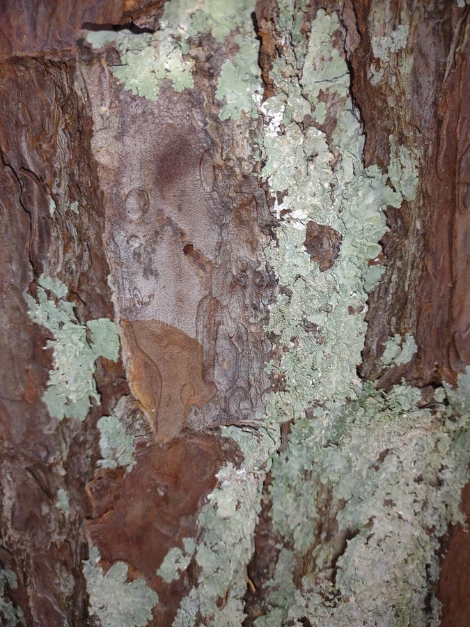 Tree bark art life skin stock photo. Image of skin, rock - 251127974