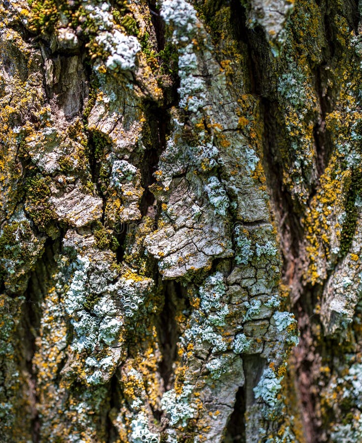 Tree Bark As Abstract Background Stock Photo - Image of moss, bark ...