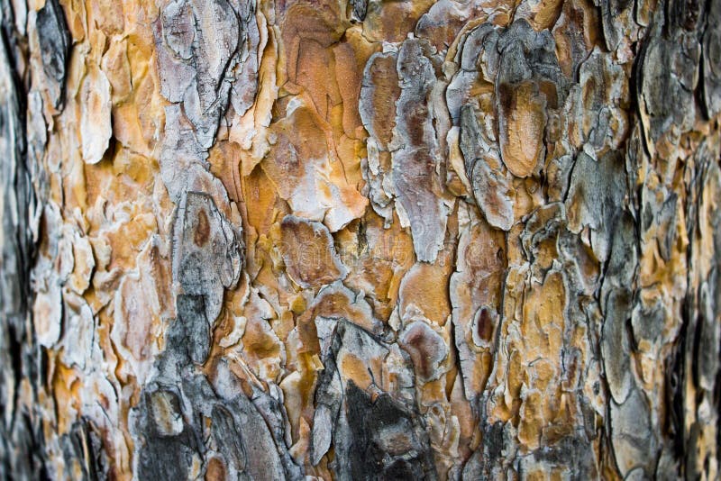 Tree bark stock image. Image of pattern, material, forest - 87246861