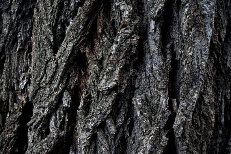 Tree Bark Ash Tree Natural Pattern Stock Image - Image of unique ...