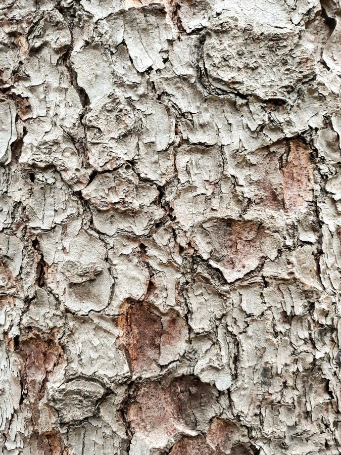 Tree bark background stock image. Image of screen, bottom - 109633949