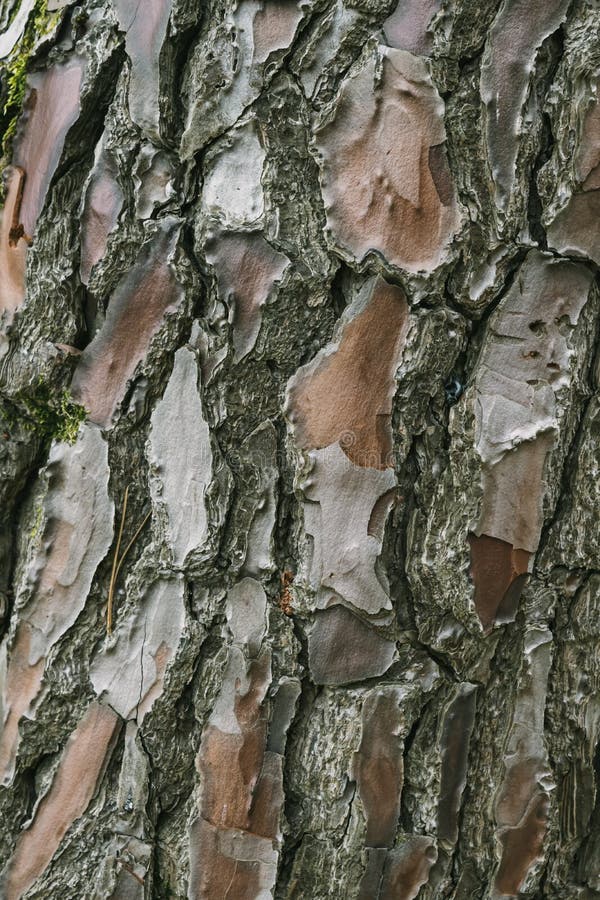 Tree Bark, Close-up. Woody Background. Wood Texture. Tree Trunk Stock ...