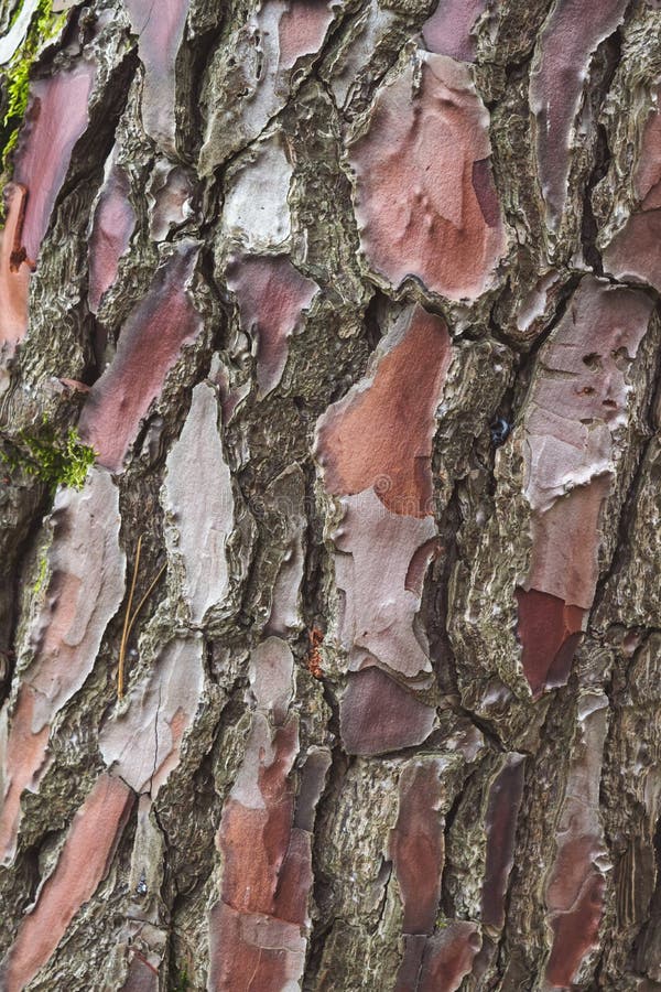 Tree Bark Close-up, Woody Texture. Natural Background Stock Image ...