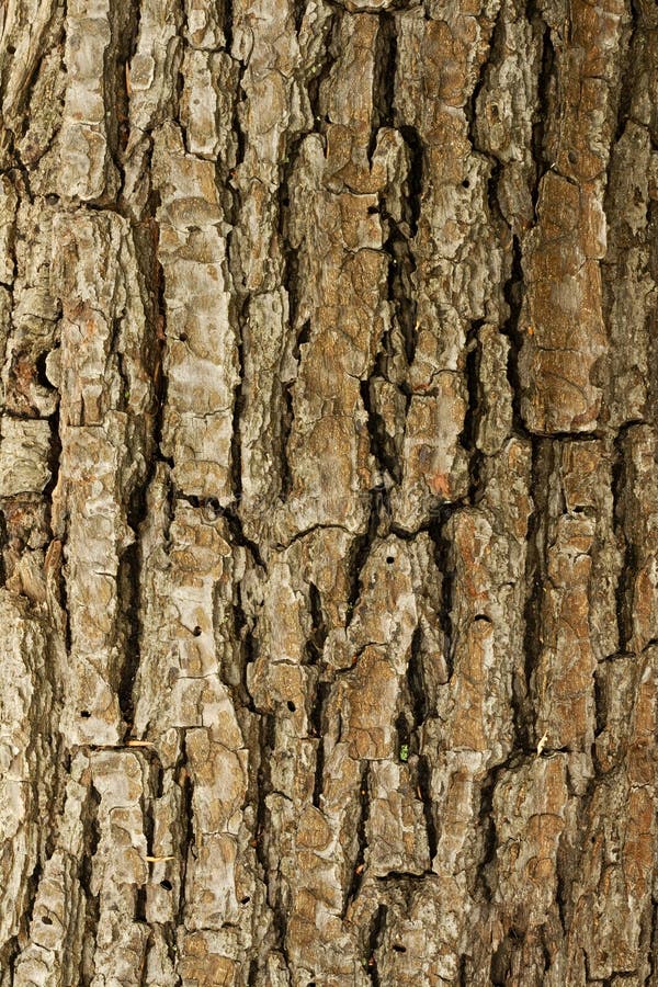 Tree bark background. stock photo. Image of green, material - 26990882