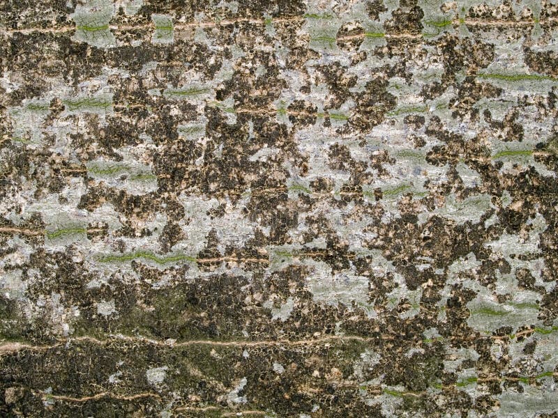 Background - Tree Limb With Ice Stock Photo - Image of abstract ...