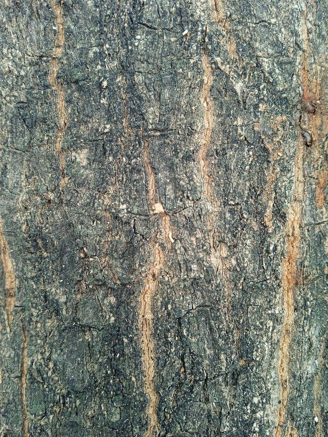 Tree Bark Background Abstract Texture Stock Photo - Image of detail ...
