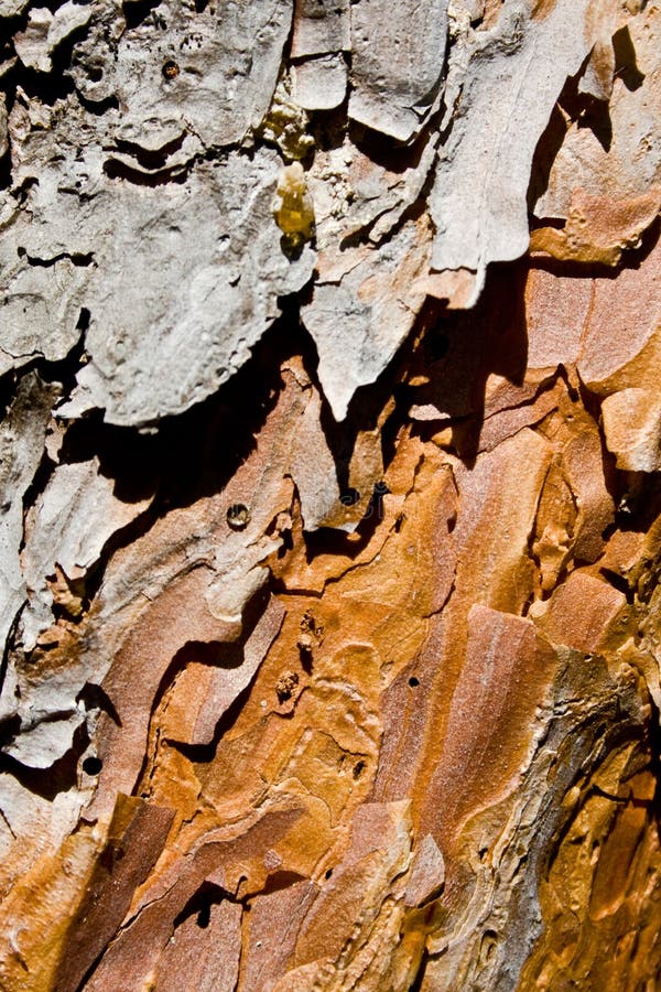Tree bark background stock image. Image of natural, brown - 106233733
