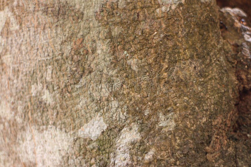 Bark Pattern is Seamless Texture from Tree. for Background Wood Work ...