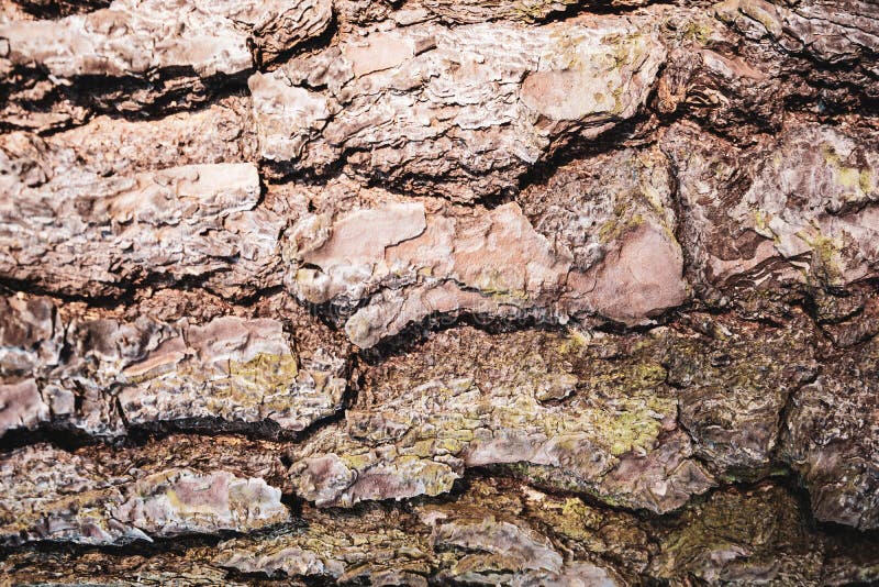 Tree Bark Background Brown Colors Pattern Stock Photo - Image of ...