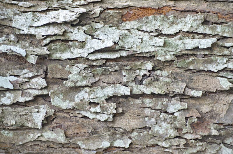 Tree Bark Background.Brown Tile Able Texture Stock Photo - Image of ...