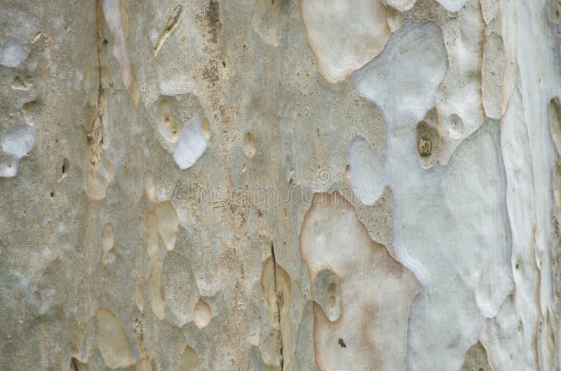 Tree Bark Background.Brown Tile Able Texture Stock Photo - Image of ...