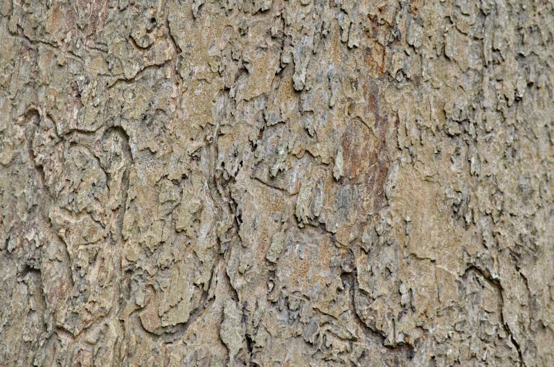 Tree Bark Background.Brown Tile Able Texture Stock Photo - Image of ...