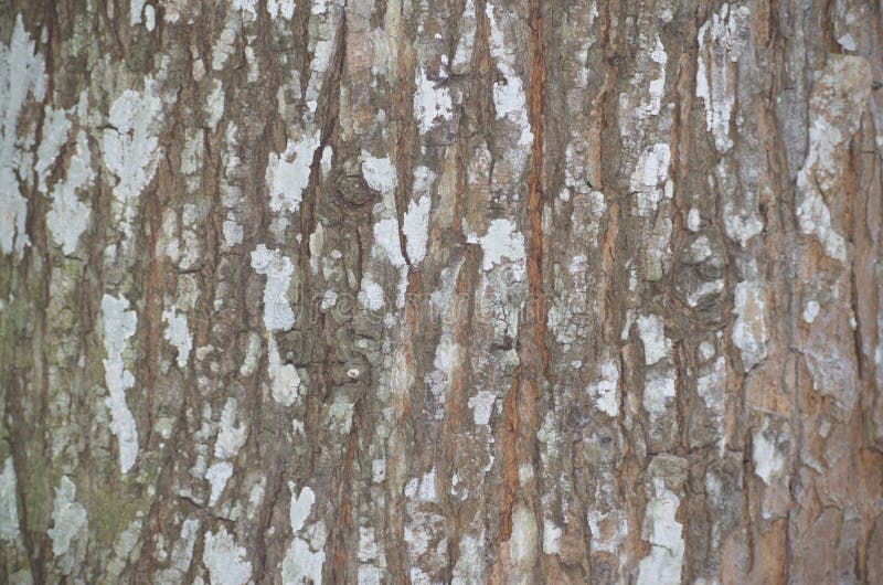 Tree Bark Background.Brown Tile Able Texture Stock Image - Image of ...