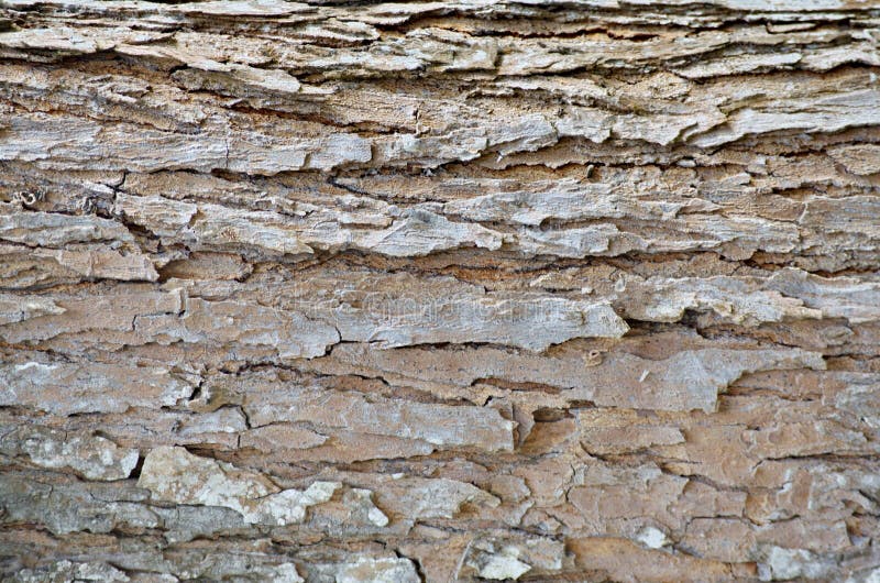 Tree Bark Background.Brown Tile Able Texture Stock Image - Image of ...