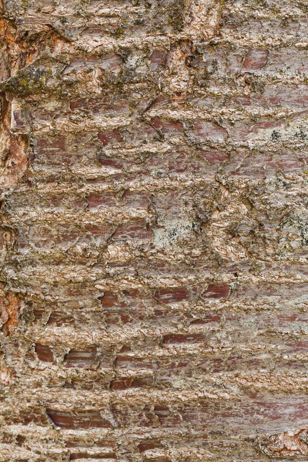 Tree Bark Background stock image. Image of brown, tree - 34731887