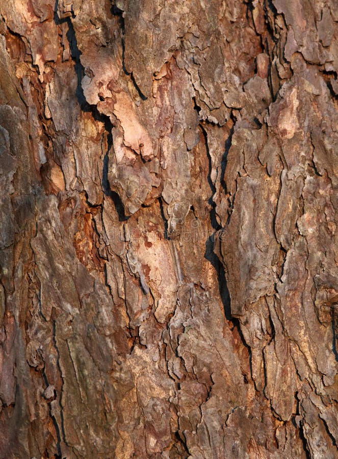Tree Bark Background Close Up, Natural Textured Backdrop Stock Photo ...