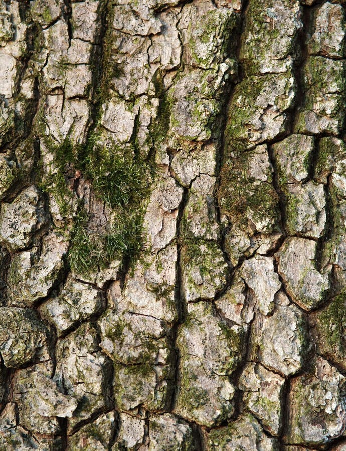 Tree Bark Background Close Up, Natural Textured Backdrop Stock Photo ...
