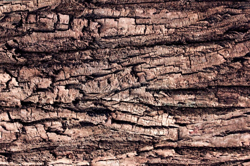 Tree bark background macro stock image. Image of pink - 112031035