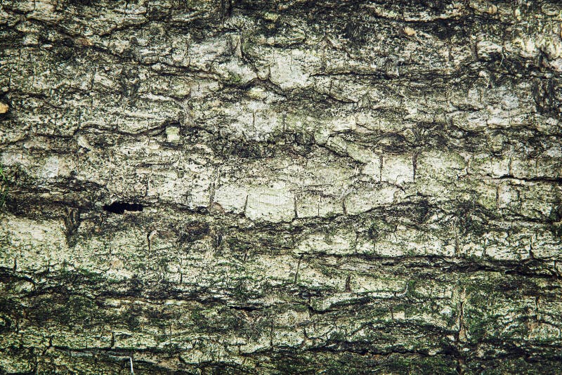 Tree bark background stock photo. Image of beauty, deciduous - 65808256