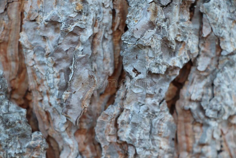 Tree bark background stock image. Image of trees, background - 179221185