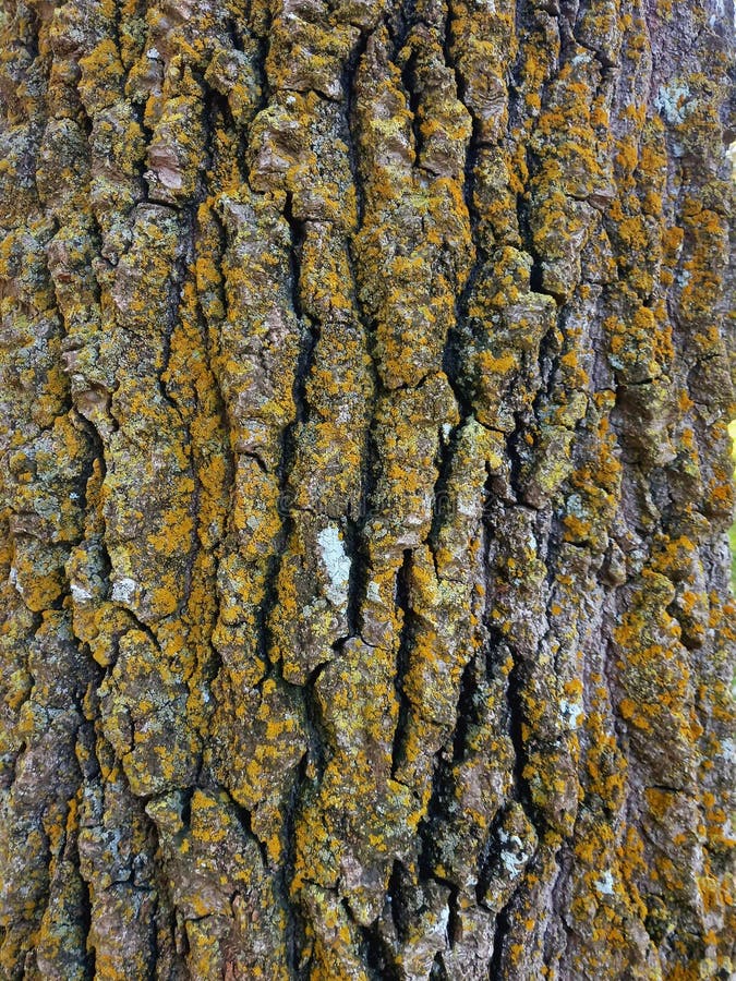 Tree Bark Background. Bark Texture. Close-up of Old Trunk Bark Stock ...