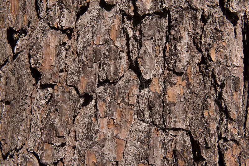 Tree Bark for Background stock photo. Image of floral - 266367118