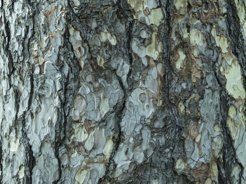 Tree Bark Background or Texture Pattern, Abstract Background and ...