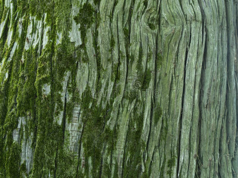 Tree Bark Background or Texture Pattern, Abstract Background and ...