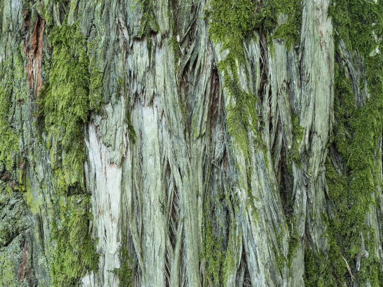 Tree Bark Background or Texture Pattern, Abstract Background and ...