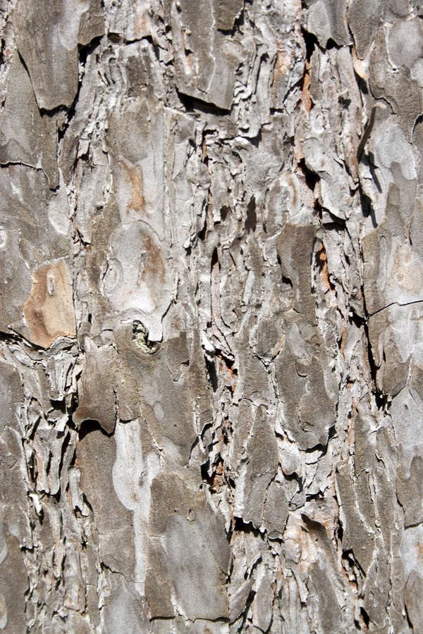 Tree bark background stock image. Image of macro, ornate - 106233545