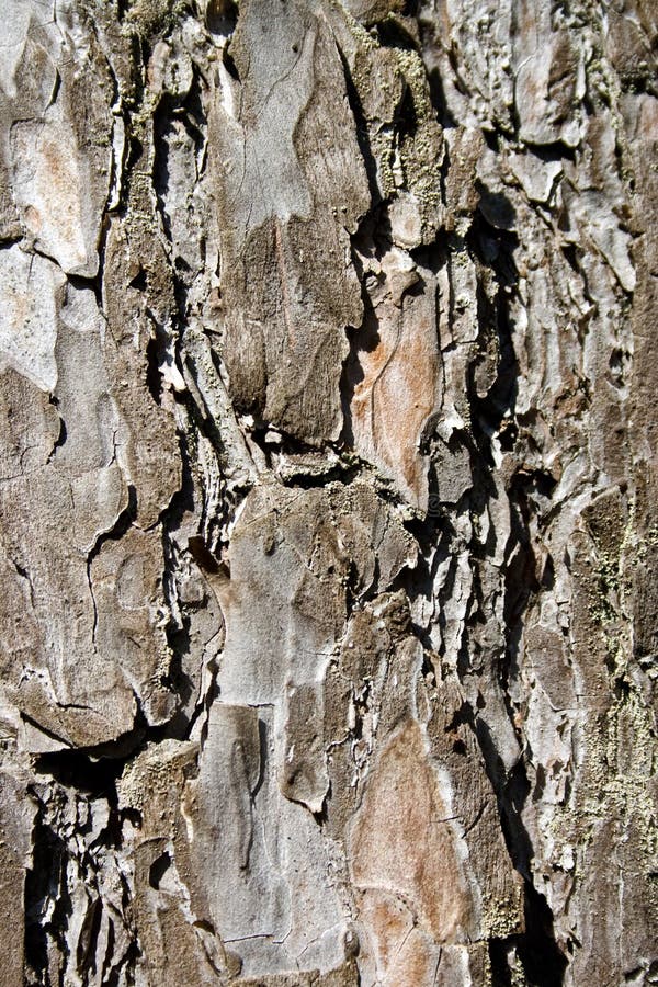 Tree bark background stock photo. Image of abstract - 106233610