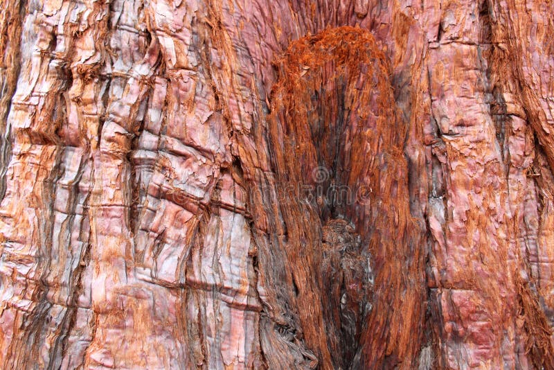 Tree Bark Background stock image. Image of organic, damaged - 32260733