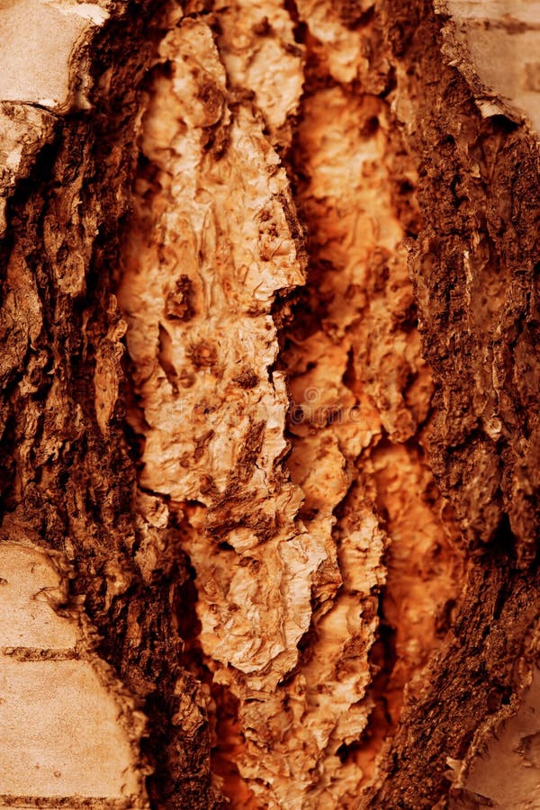 Tree Bark Background stock photo. Image of erosion, cracks - 8966374