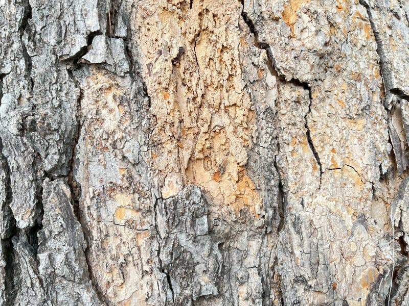Tree Bark Background Texture. Tree Bark Natural Background Texture Jpg Stock Image - Image of ...