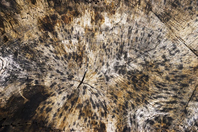 Tree Bark Background and Texture. Wood Texture of Cut Tree Trunk Stock ...