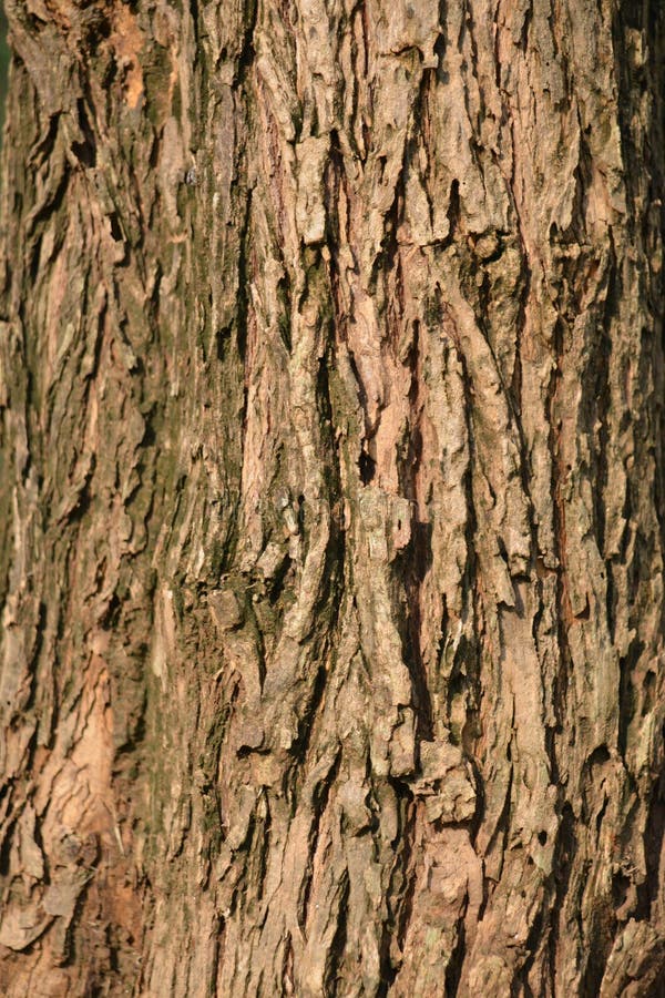 Tree bark background stock image. Image of wooden, surface - 70923087
